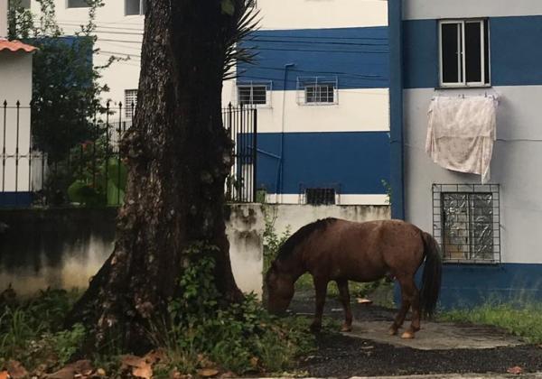 Bahia.ba | Virou rotina! Leitora flagra cavalo solto no bairro do ...